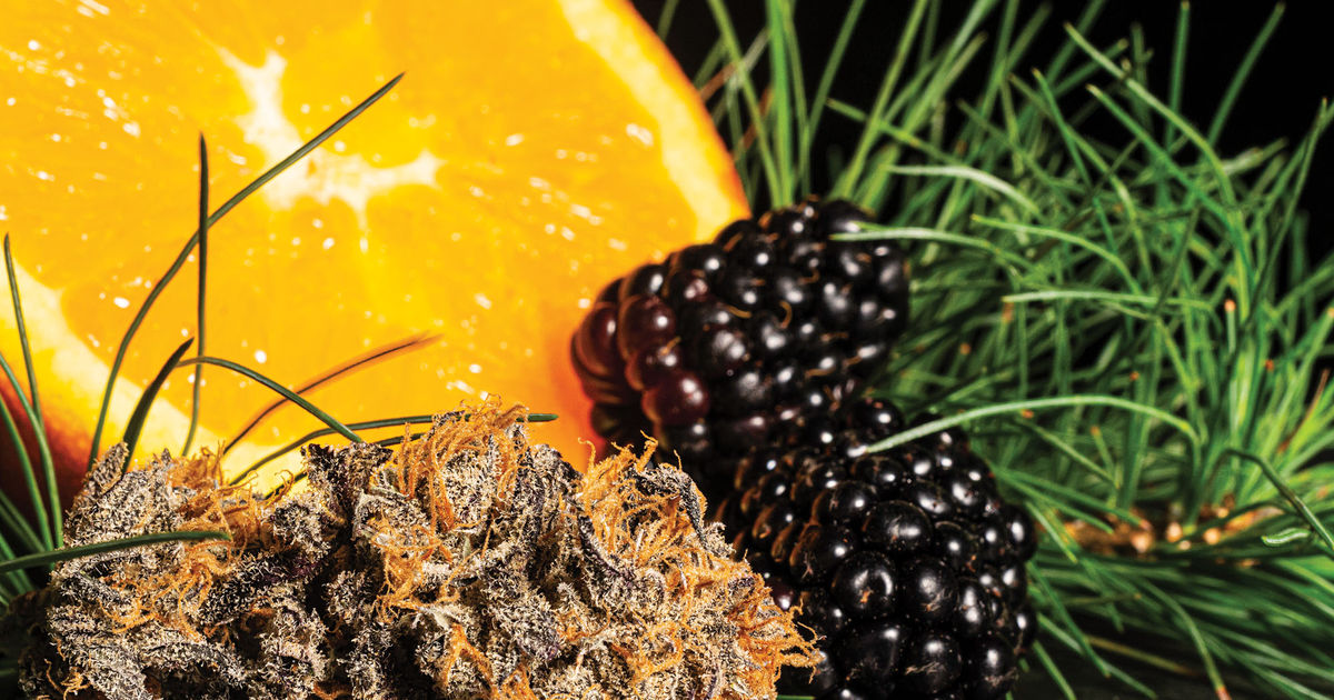 Black Dog Kush - Leaf Nation