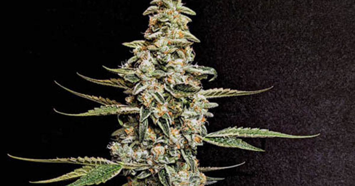 Offendo - Leaf Nation