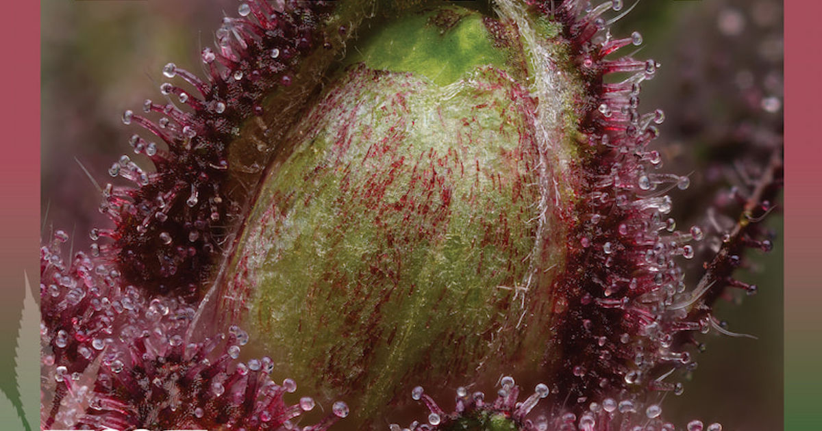 Oregon Leaf - Leaf Nation