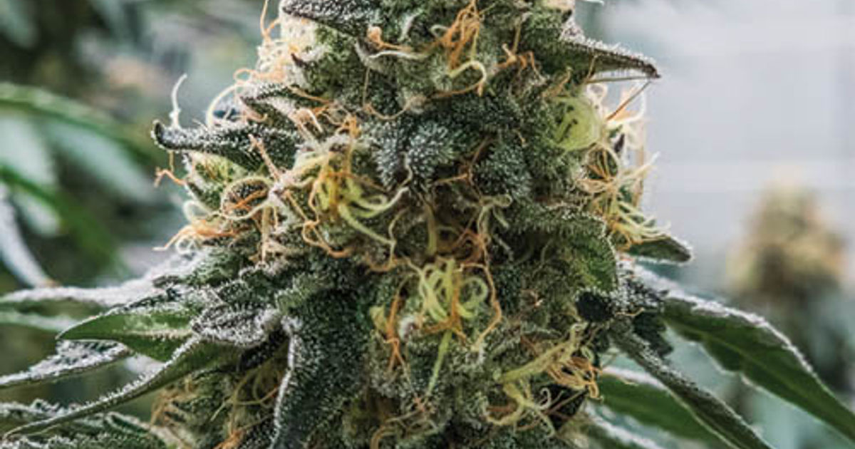 Black Maple 22 - Leaf Nation