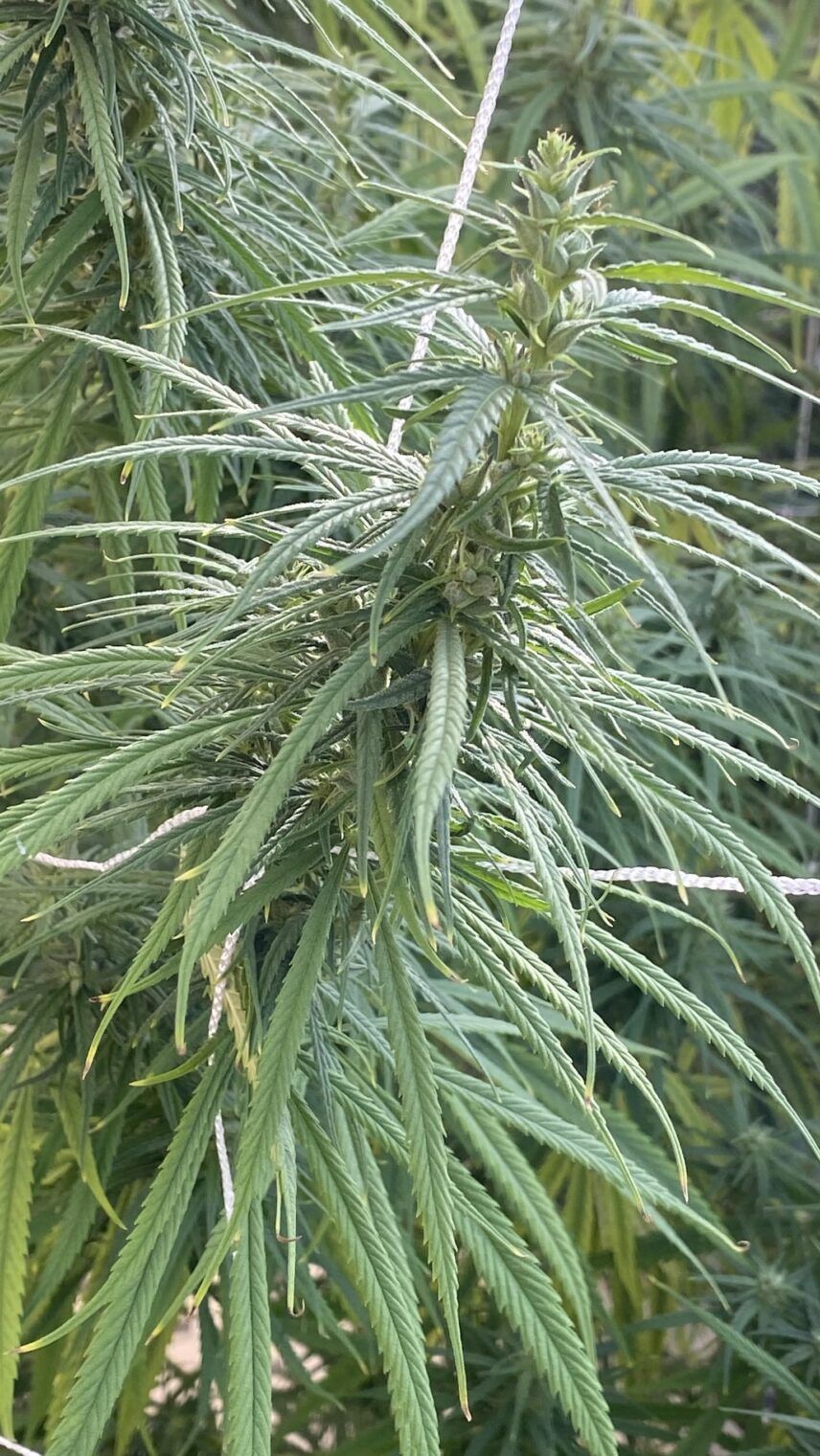 Behind the Strain: Original Haze - Leaf Nation